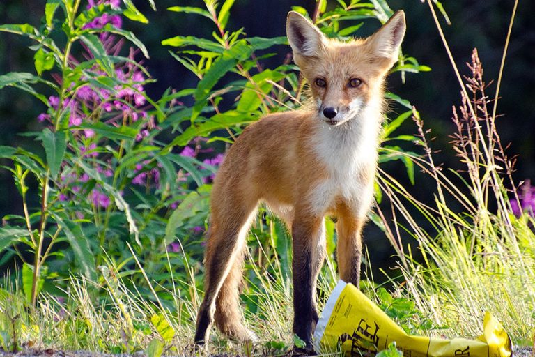 Get Involved - BC Nature